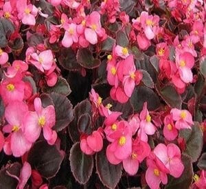 Flower Gallery - A & W Annuals